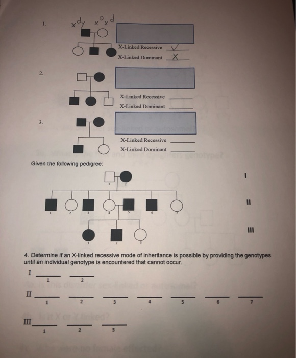 Solved 1. tay X-Linked Recessive X Х X-Linked Dominant 2. | Chegg.com