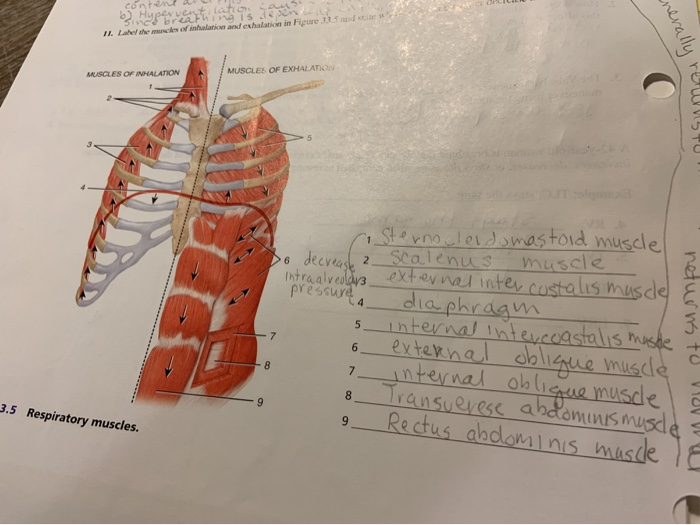 Solved state whether the muscles of inhalation and | Chegg.com