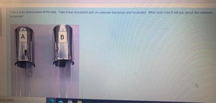 Solved Tube A is an uninoculated MTM tube. Tube B was | Chegg.com