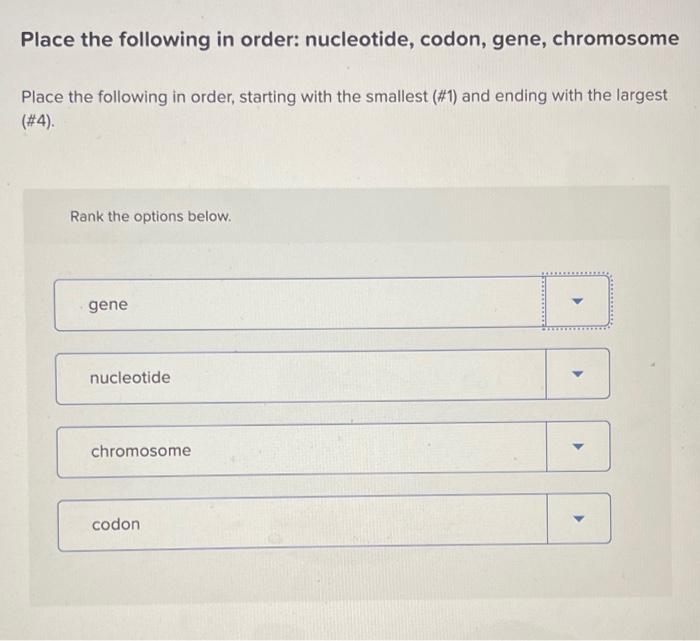 Solved Place the following in order: nucleotide, codon, | Chegg.com