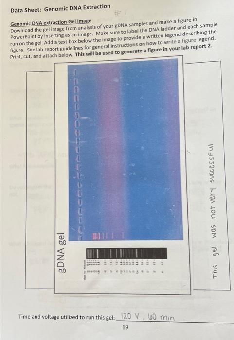 Solved Data Sheet: Genomic DNA Extraction Genomic DNA | Chegg.com