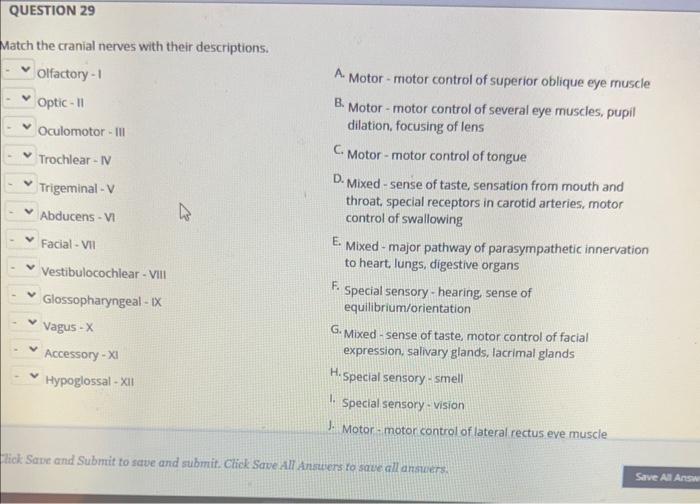 Solved Match the cranial nerves with their descriptions. | Chegg.com