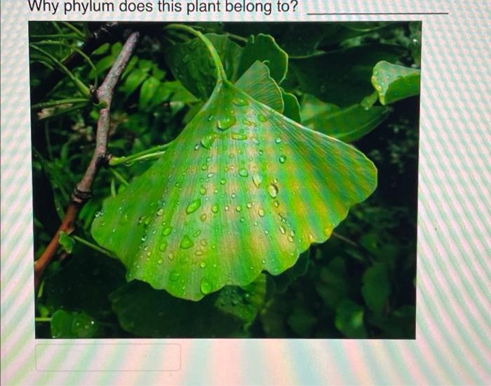 Solved Name the phylum of this plant. Why phylum does this | Chegg.com