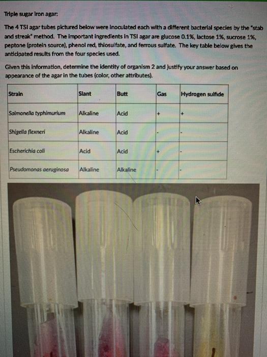 Solved Triple sugar Iron agar. The 4 TSI agar tubes pictured | Chegg.com