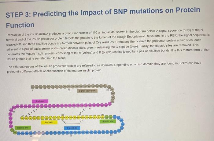 STEP 3: Predicting the Impact of SNP mutations on | Chegg.com
