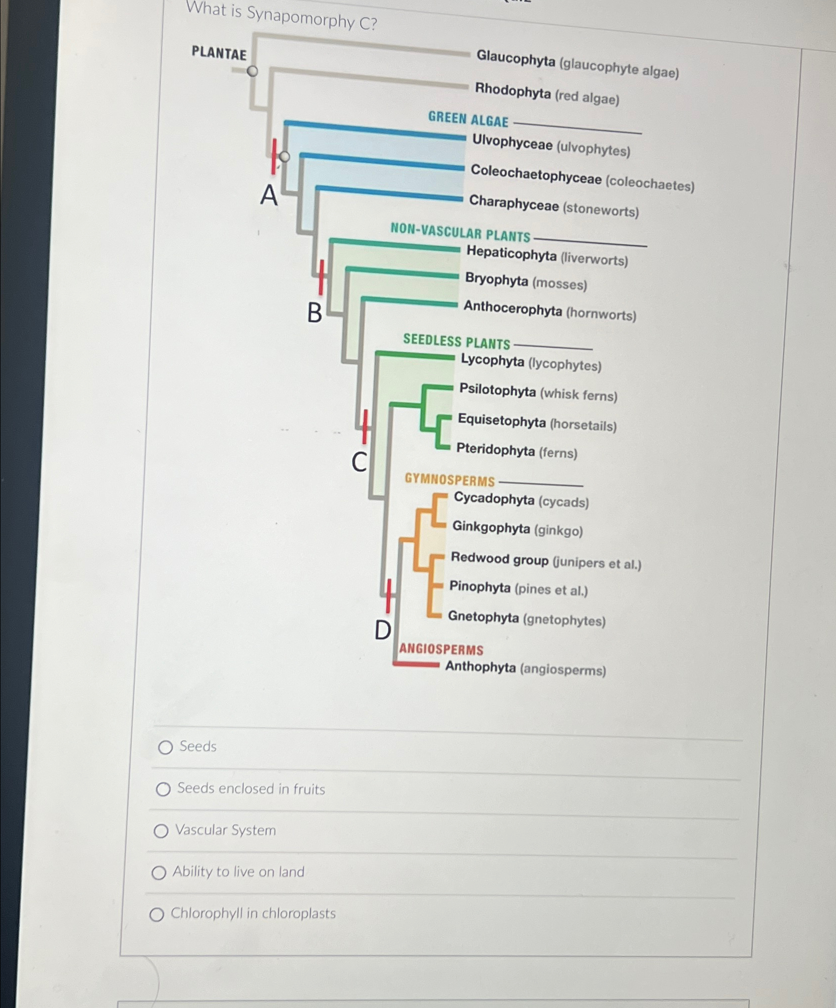 Solved What is Synapomorphy C?PLANTAEGlaucophyta | Chegg.com