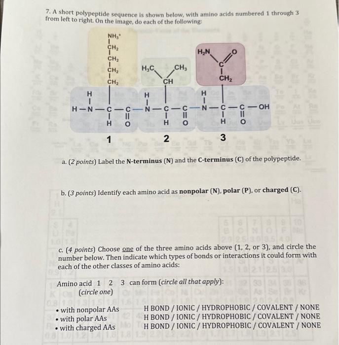 Solved 7. A short polypeptide sequence is shown below, with | Chegg.com