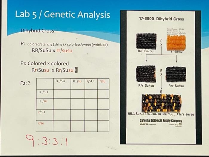 Solved Lab 5 / Genetic Analysis 17-6900 Dihybrid Cross | Chegg.com