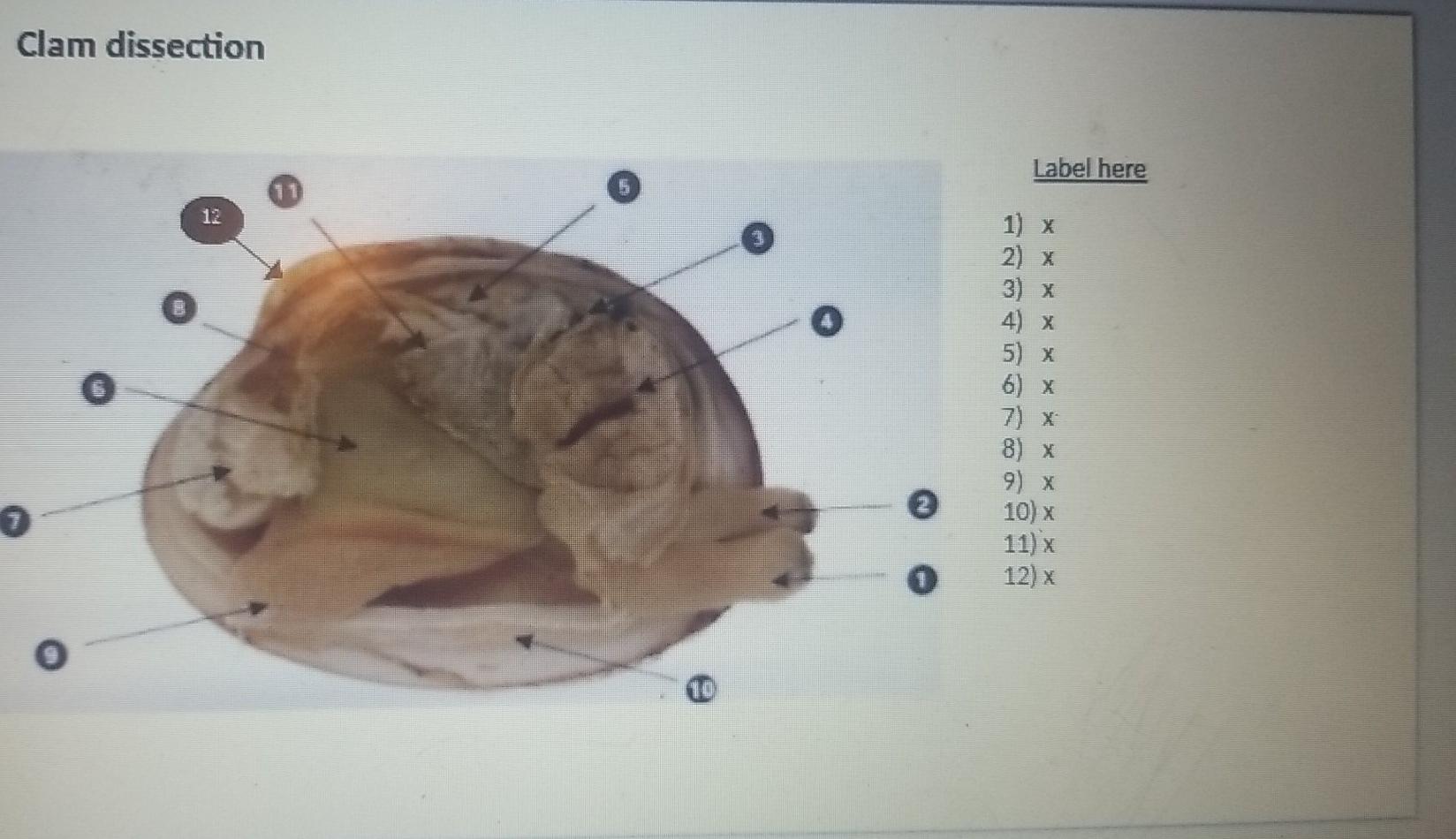 Solved Clam dissection Label here 1 5 1) X 2) X 3) X 4) X 5) | Chegg.com