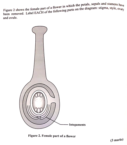 Solved Figure 2 ﻿shows the female part of a flower in which | Chegg.com