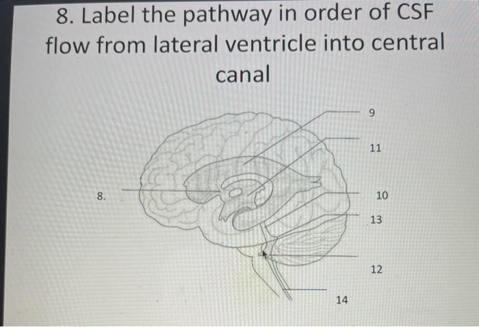 Solved 8. Label the pathway in order of CSF flow from | Chegg.com