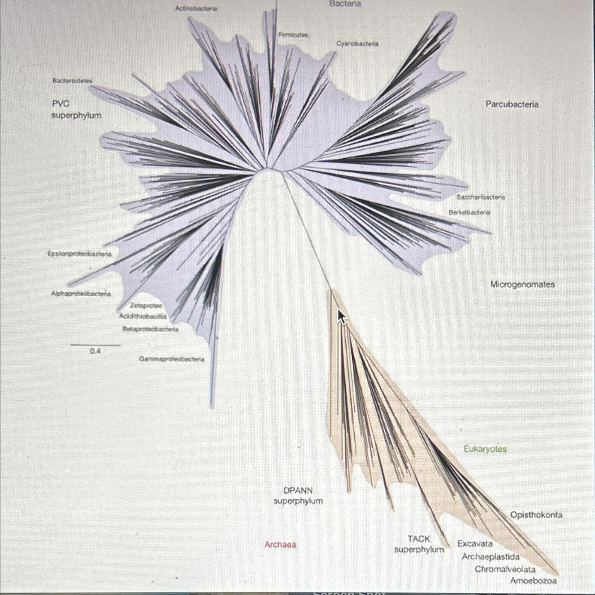 Solved Based on this Tree of Life, the Bacteria ylum, the | Chegg.com
