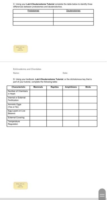 Solved Using your Lab 6 Deuterostome Tutorial complete the | Chegg.com