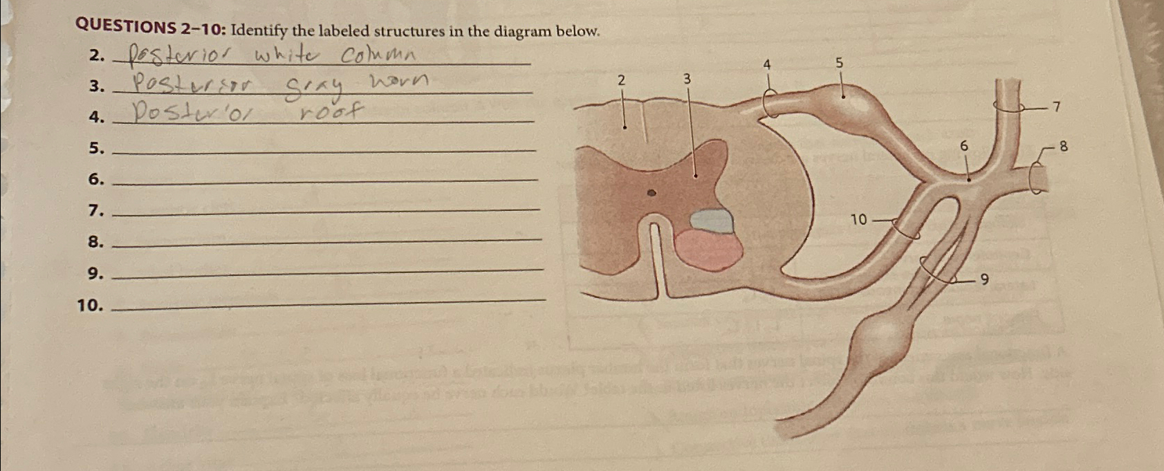 Solved QUESTIONS 2-10: Identify the labeled structures in | Chegg.com