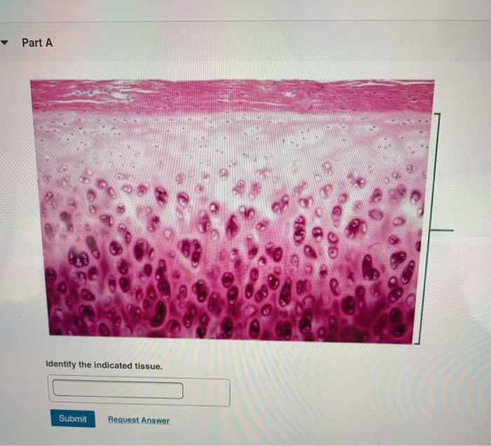 Solved FALA Identify the epithelium indicated by the arrows. | Chegg.com