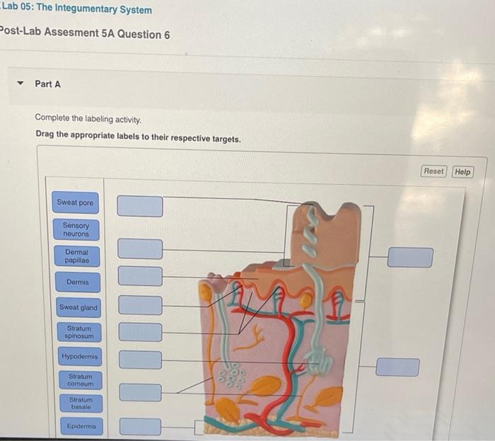 Solved CLab 05: The Integumentary System Post-Lab Assesment | Chegg.com