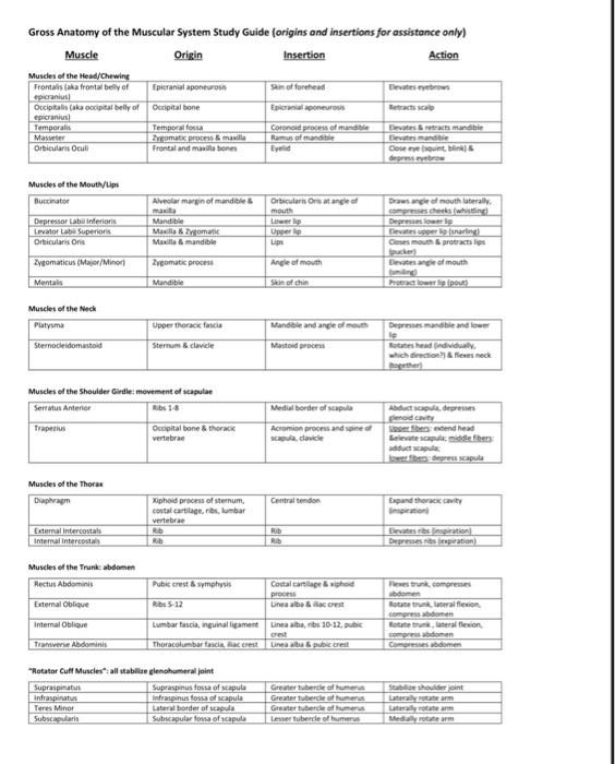 Solved Gross Anatomy of the Muscular System Study Guide | Chegg.com