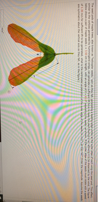 Solved The seed pods of maple trees, also known as | Chegg.com