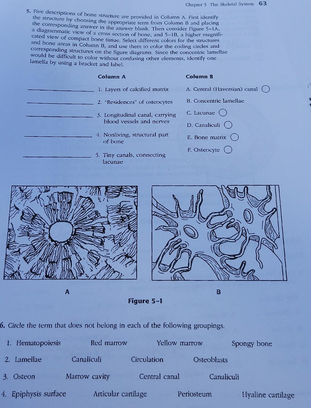 Solved Chapter 5 The Skeletal System 63 5. Five descriptions | Chegg.com
