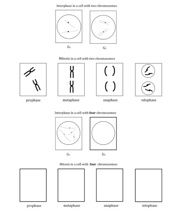 Solved Interphase in a cell with two chromosomes G: G2 | Chegg.com