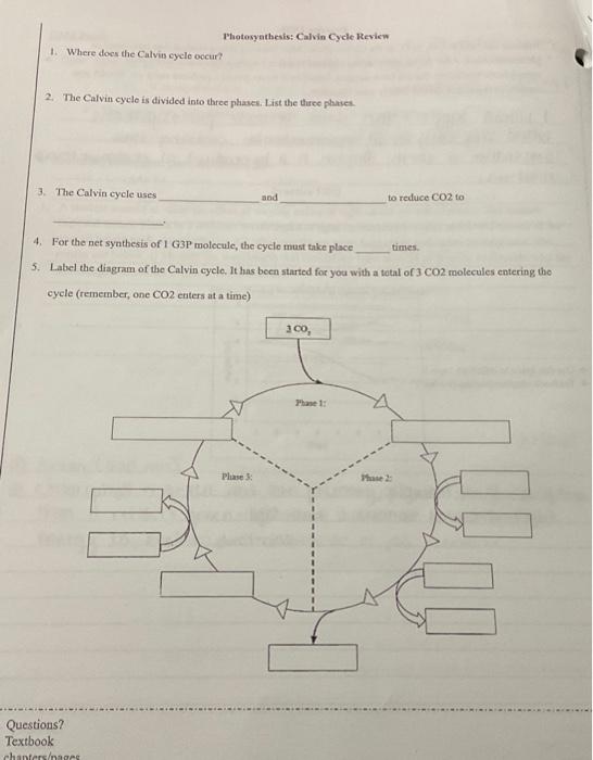 Solved 1. Where does the Calvin cycle occur? Photosynthesis: | Chegg.com