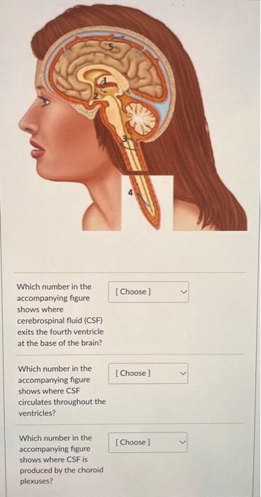 Solved Please use the diagram to help me match the numbers | Chegg.com