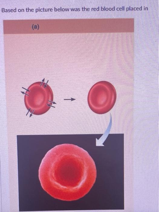 Solved Based on the picture below was the red blood cell | Chegg.com