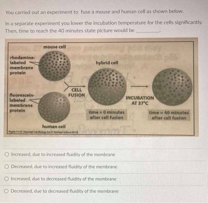 Solved Which of the following was demonstrated by the bell | Chegg.com