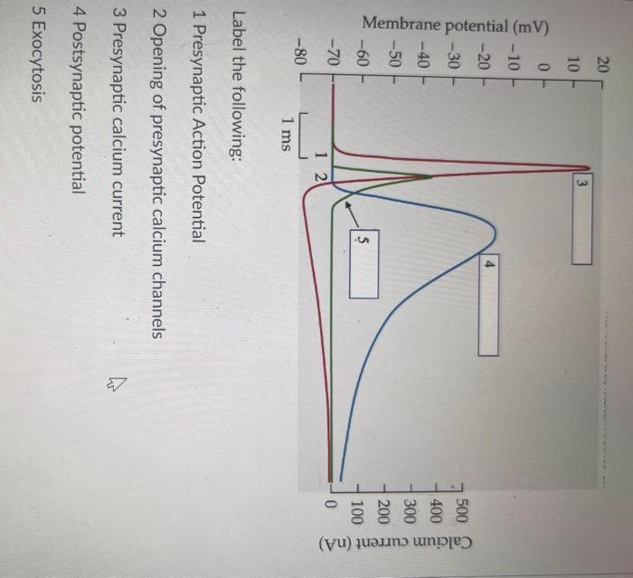 Solved Membrane potential (mV) | Chegg.com