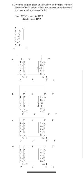 Solved Given the original piece of DNA show to the right, | Chegg.com