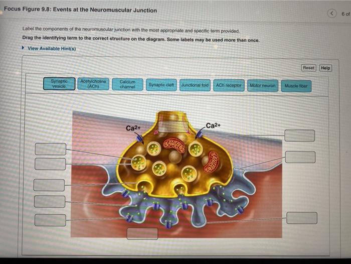 Solved Focus Figure 9.8: Events at the Neuromuscular | Chegg.com