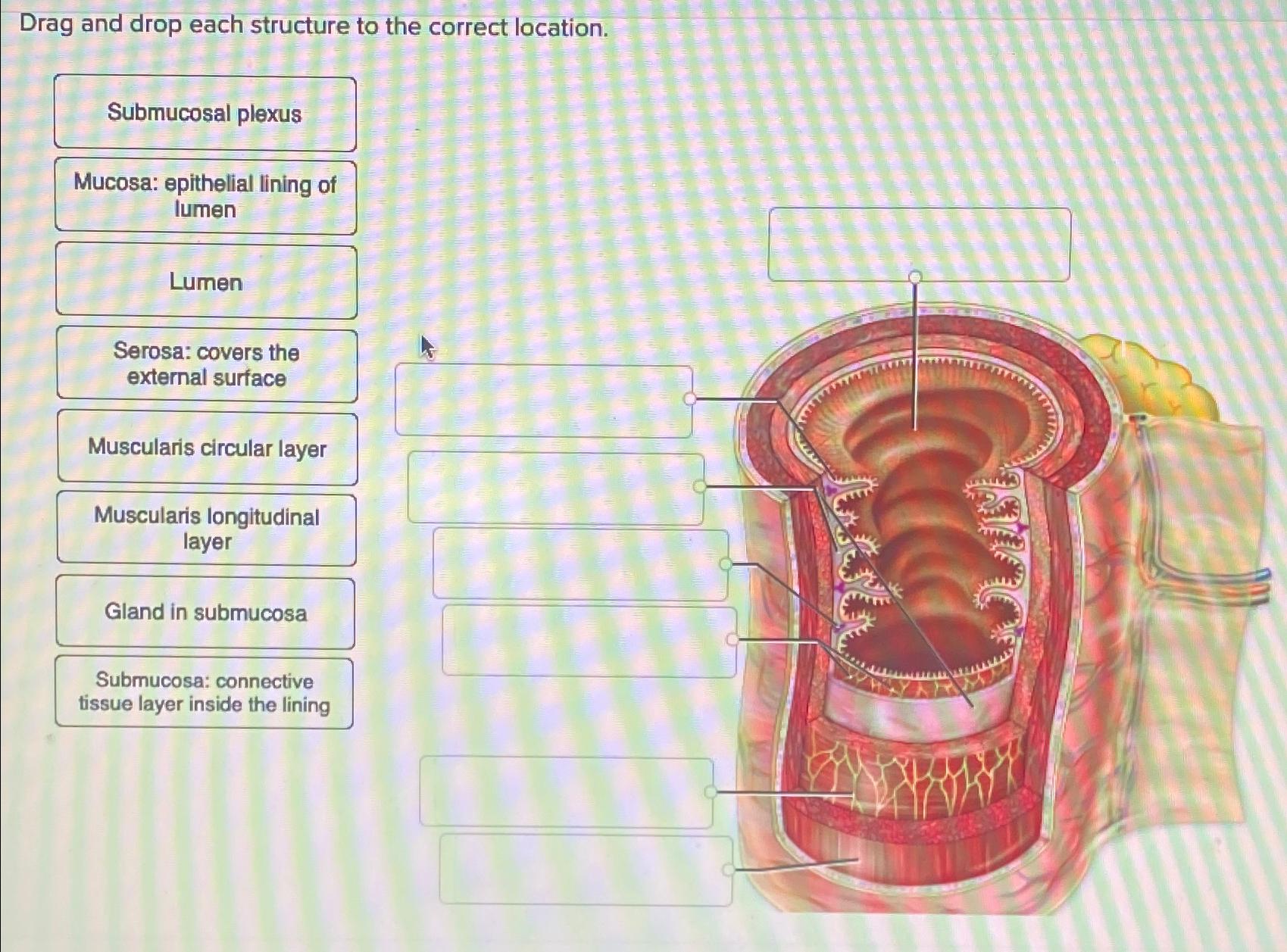 Solved Drag and drop each structure to the correct | Chegg.com