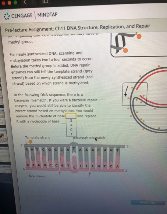 Solved: Aa Aa 5. Correcting DNA Replication Errors The Acc... | Chegg.com