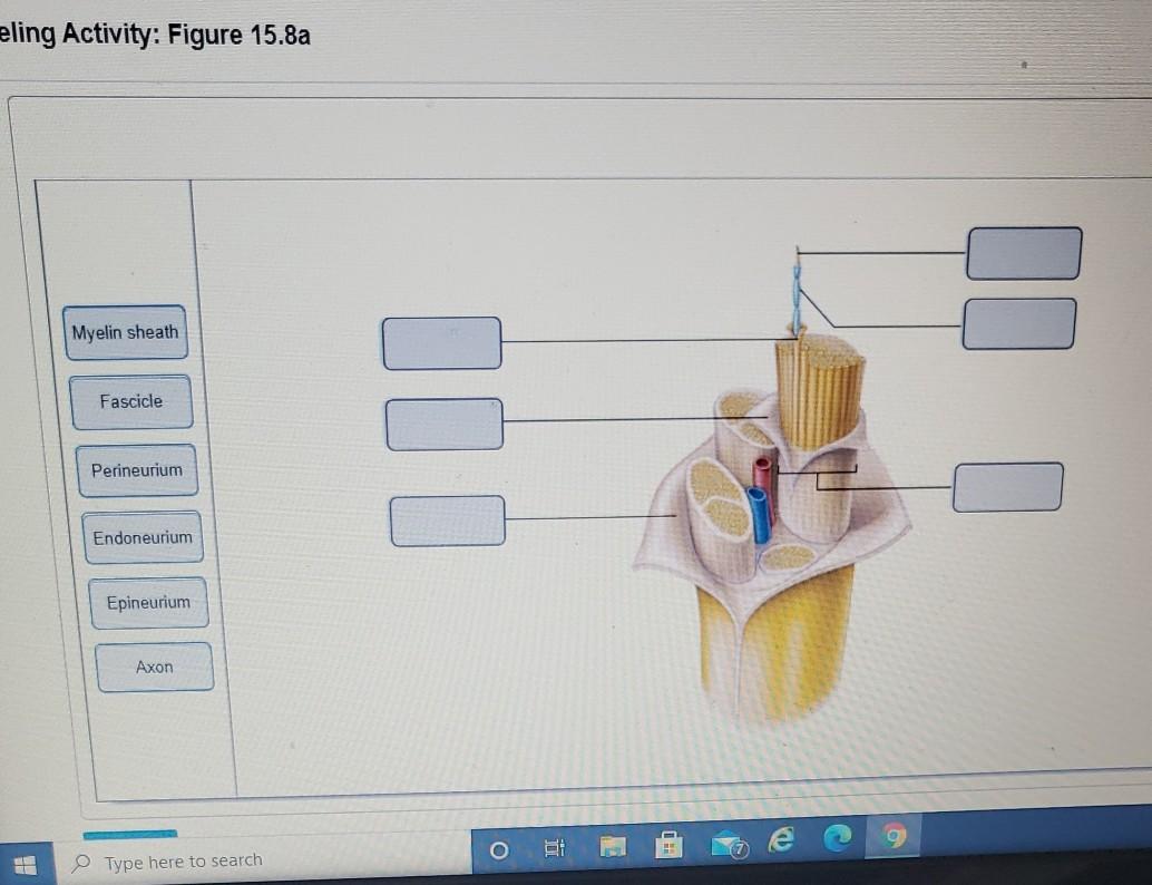 Solved eling Activity: Figure 15.8a Myelin sheath Fascicle | Chegg.com
