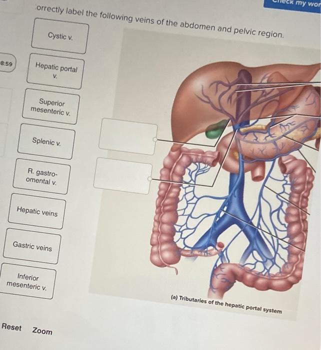 Solved my wor orrectly label the following veins of the | Chegg.com