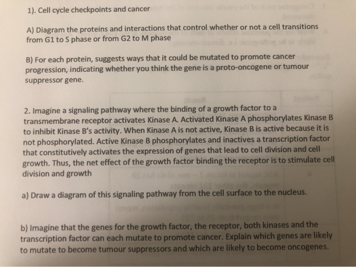 Solved 1). Cell cycle checkpoints and cancer A) Diagram the | Chegg.com