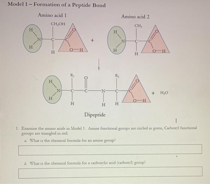 Solved - - Model 1 - Formation of a Peptide Bond Amino acid | Chegg.com