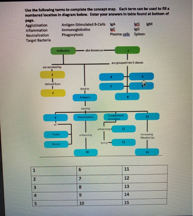 Solved Use the following terms to complete the concept map. | Chegg.com