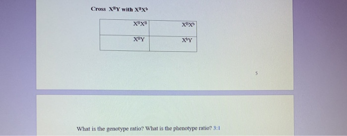 Solved Cross XY with XBxb XBXB XBXb Xuy XbY 5 What is the | Chegg.com