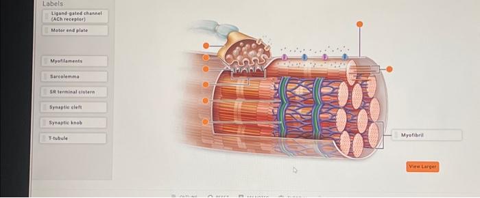 Solved Labels Ligand-gated channel (ACh receptor) Motor end | Chegg.com