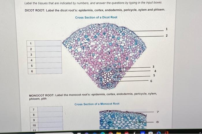 Solved Roots anchor the plant to the soil and obtain water | Chegg.com