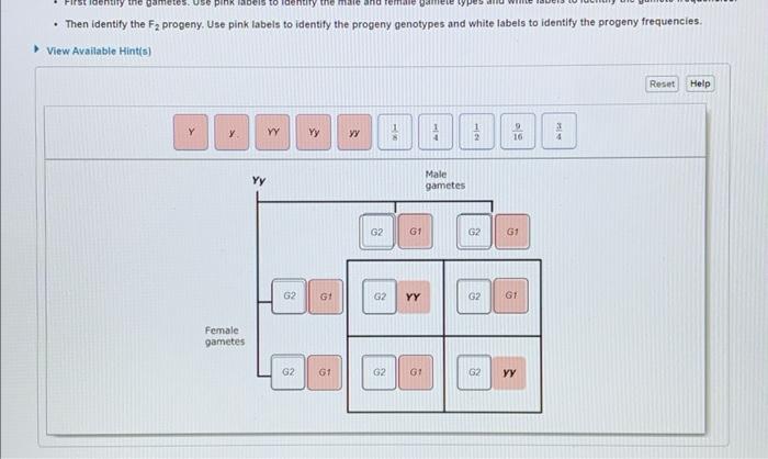 Solved ePunnett squares are convenient ways to represent the | Chegg.com