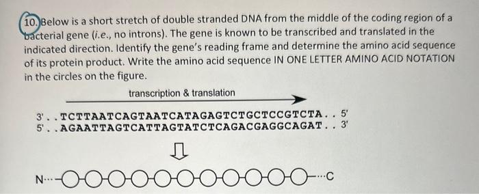 Solved 10. Below is a short stretch of double stranded DNA | Chegg.com