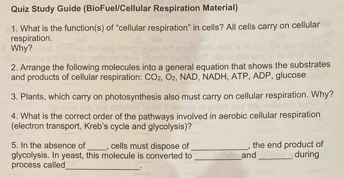 Solved Quiz Study Guide (BioFuel/Cellular Respiration | Chegg.com