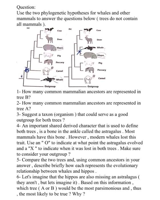 Solved Question: Use the two phylogenetic hypotheses for | Chegg.com