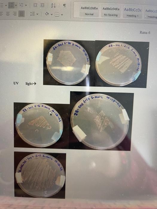 Lab report 7: Factors Affecting Microbial Growth 1. | Chegg.com