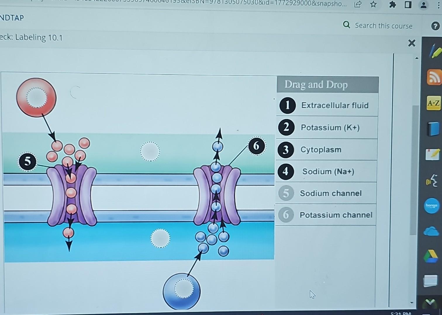 Solved Labeling 10.1 | Chegg.com