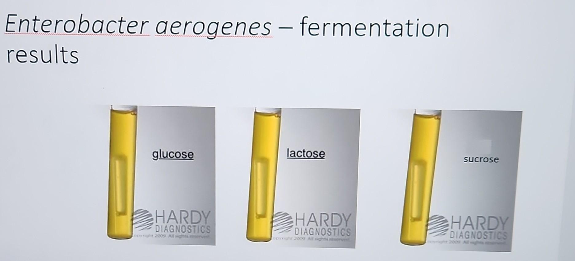 MRVP results - E. coli \& E. aerogenes IVIK | Chegg.com