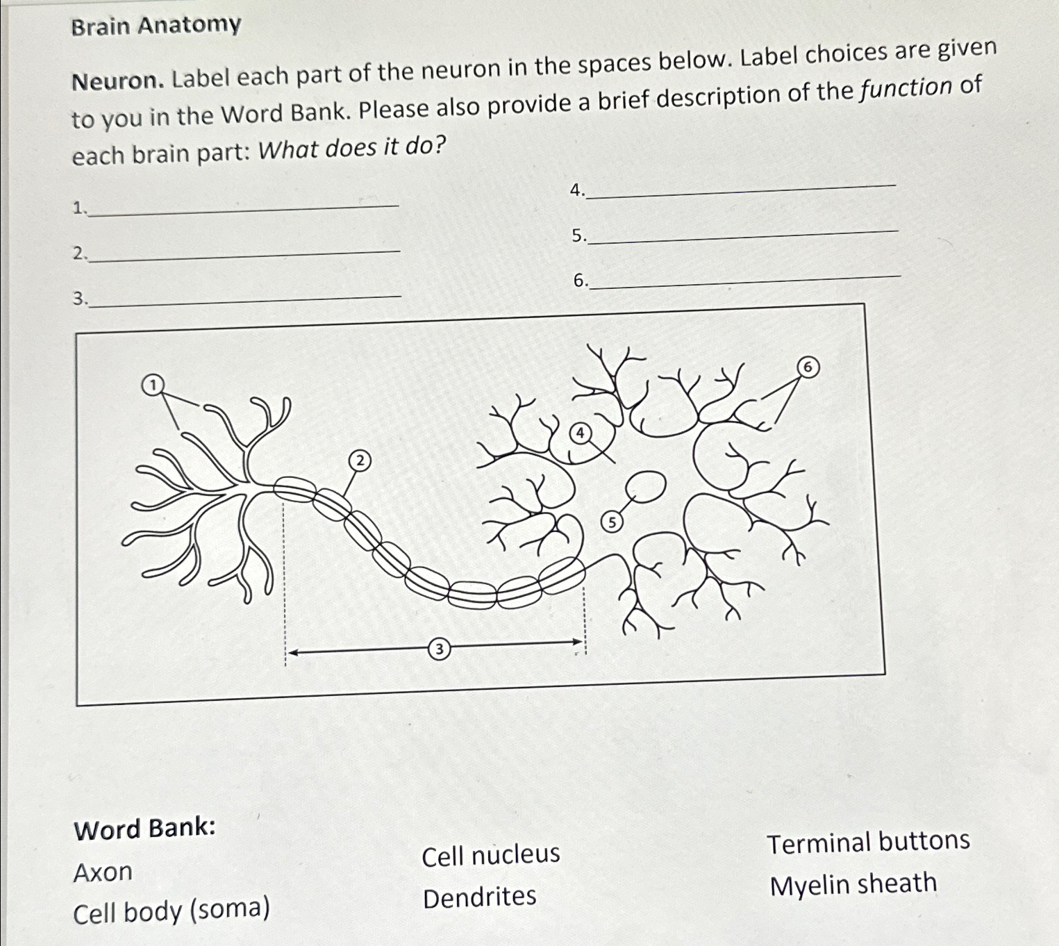 Brain AnatomyNeuron. Label each part of the neuron in | Chegg.com