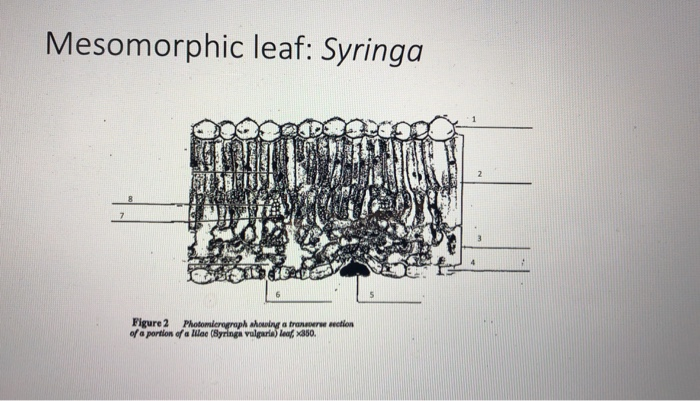 Solved It should be either the tissue or struture of the | Chegg.com